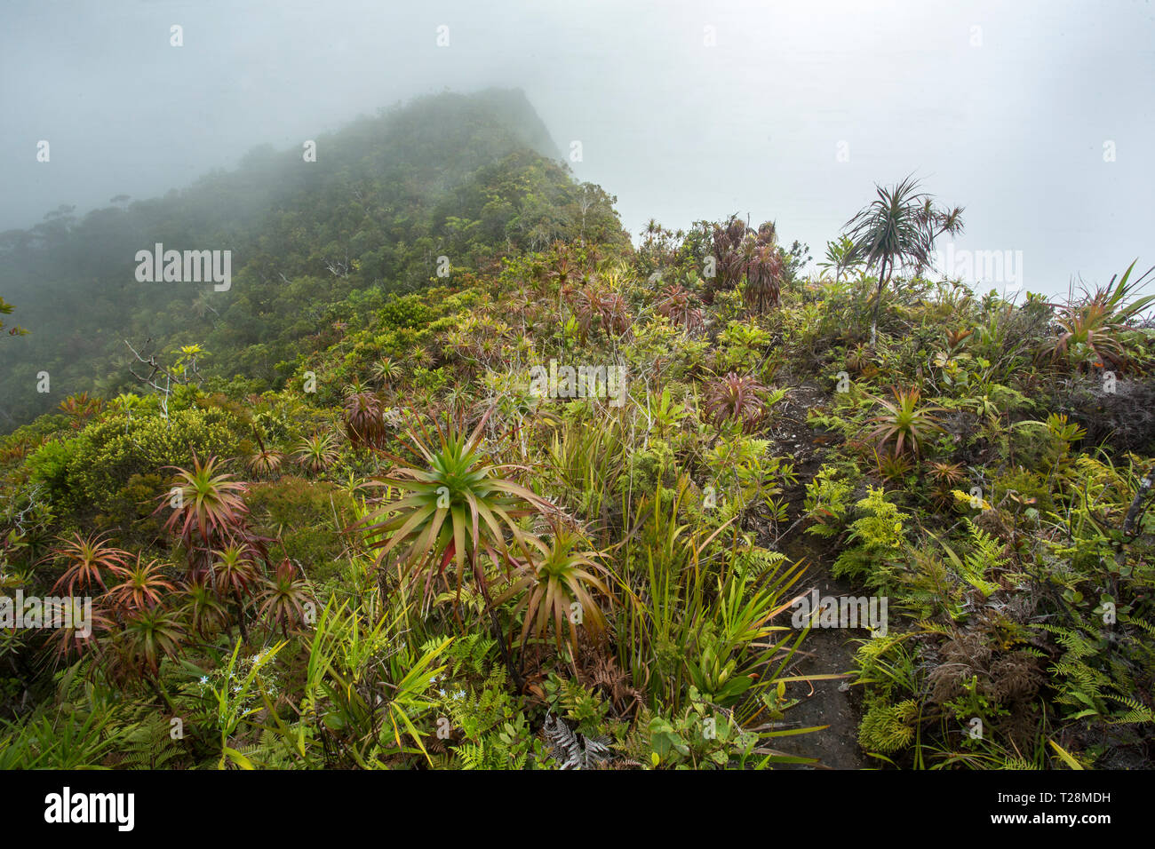 Alpine vegetation hi-res stock photography and images - Alamy