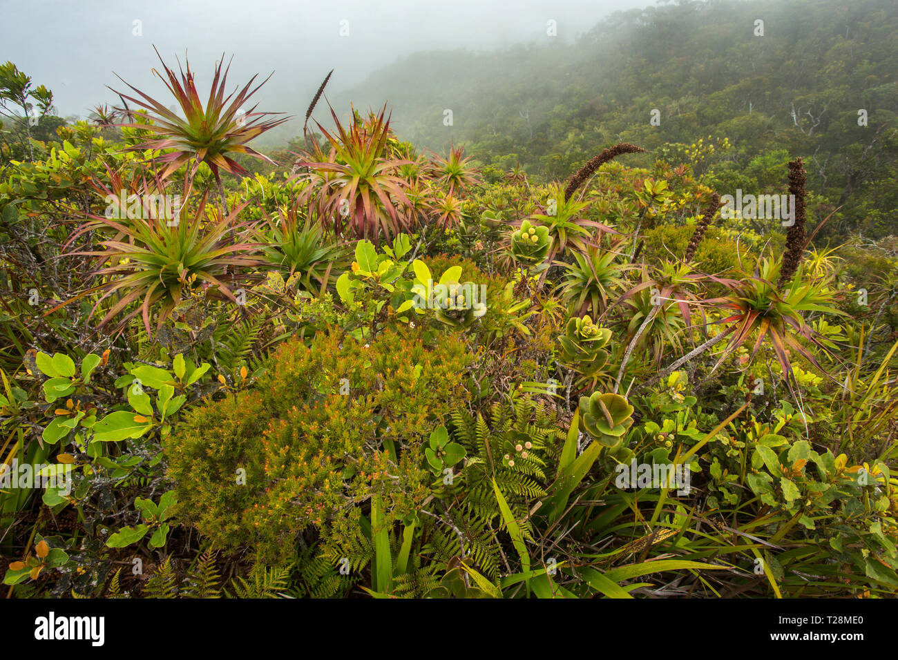 Sub alpine vegetation hi-res stock photography and images - Alamy