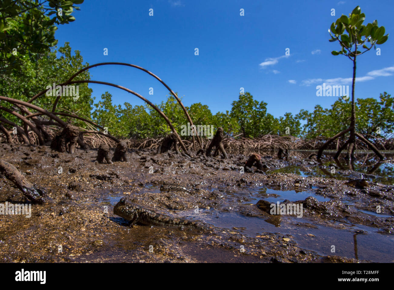 Amphibious fish mudskipper hi-res stock photography and images - Alamy