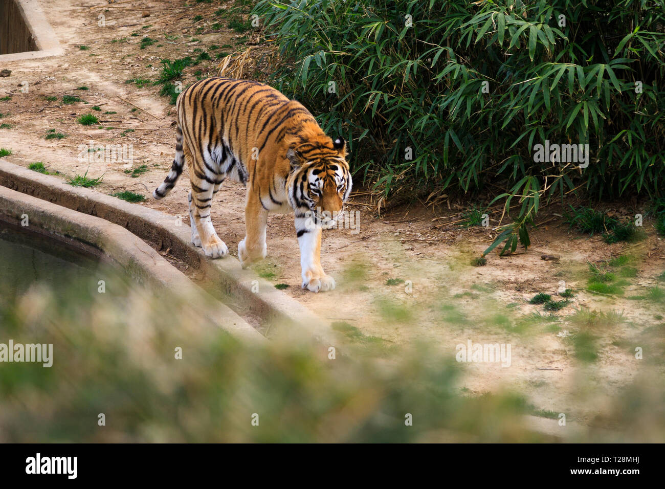 People watching tiger at Smithsonian National Zoo in Washington, DC ...