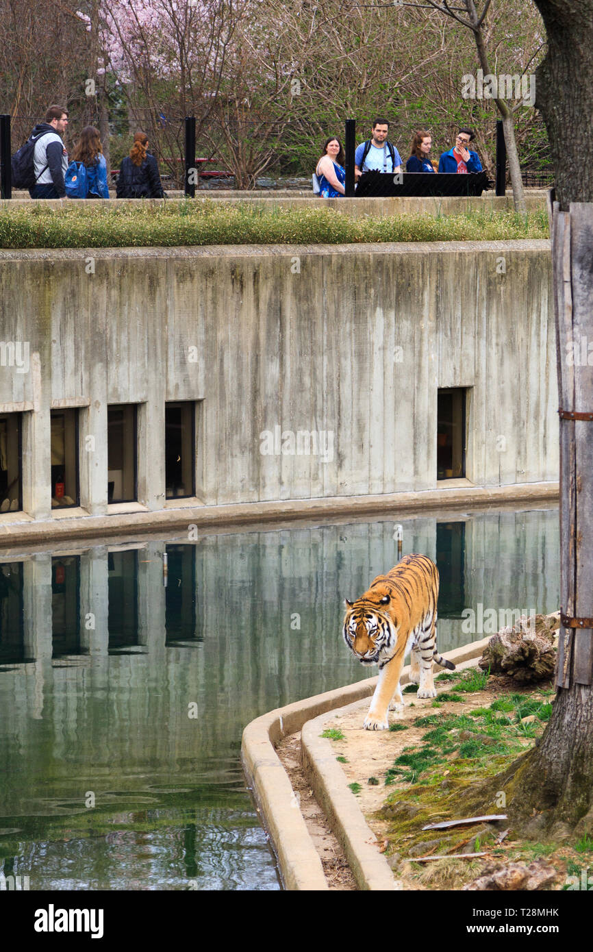 Smithsonian zoo tiger hi-res stock photography and images - Alamy