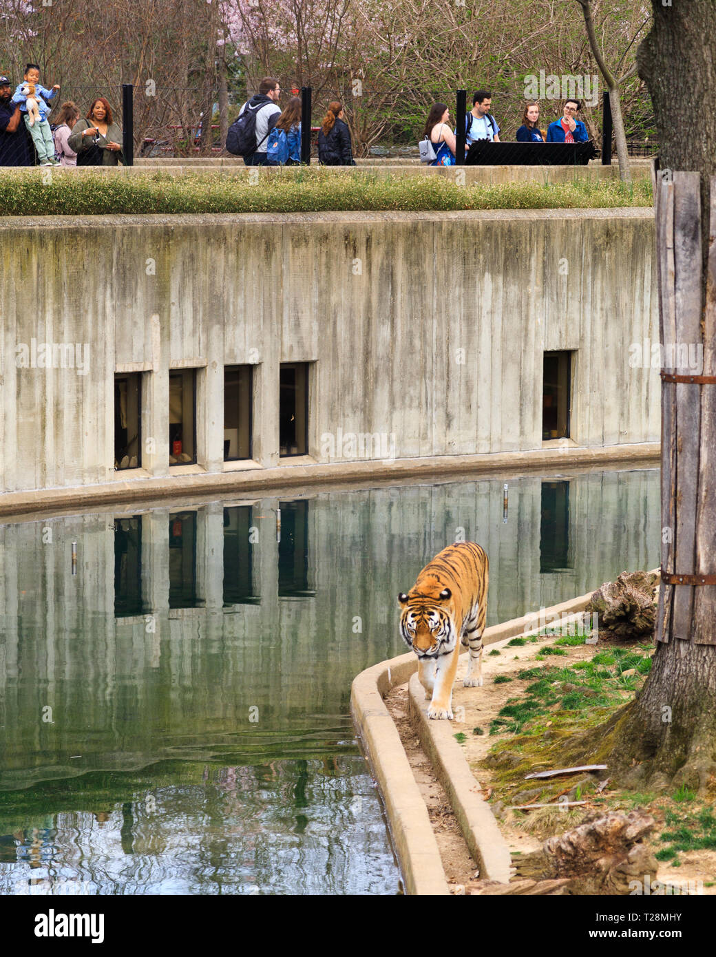 Smithsonian zoo tiger hi-res stock photography and images - Alamy