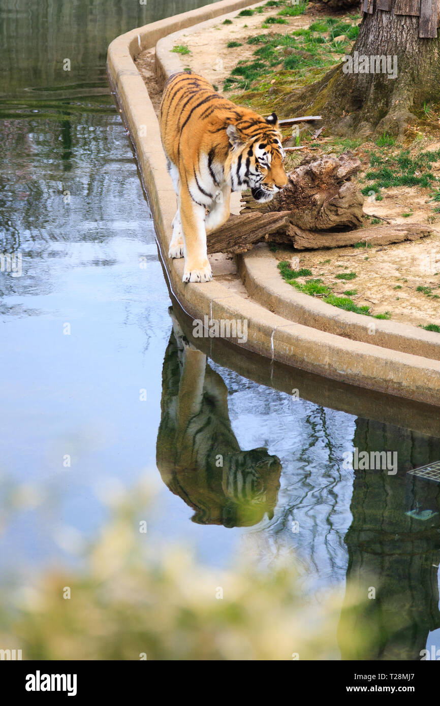 Smithsonian zoo tiger hi-res stock photography and images - Alamy