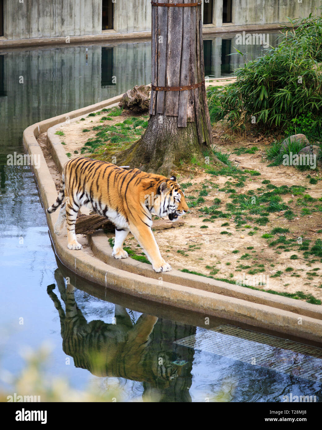 People watching tiger at Smithsonian National Zoo in Washington, DC ...