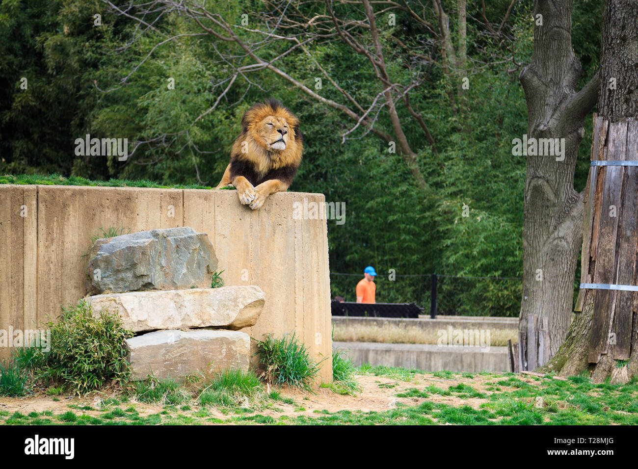 Lion looking at people in a cage hi-res stock photography and images ...
