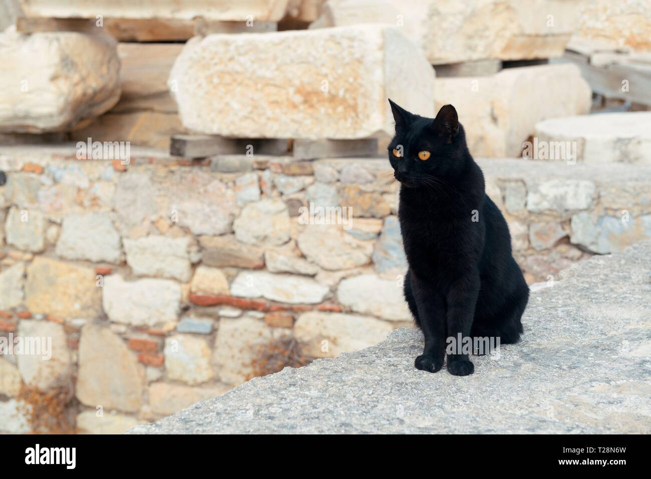 Cat acropolis athens greece hi-res stock photography and images - Alamy