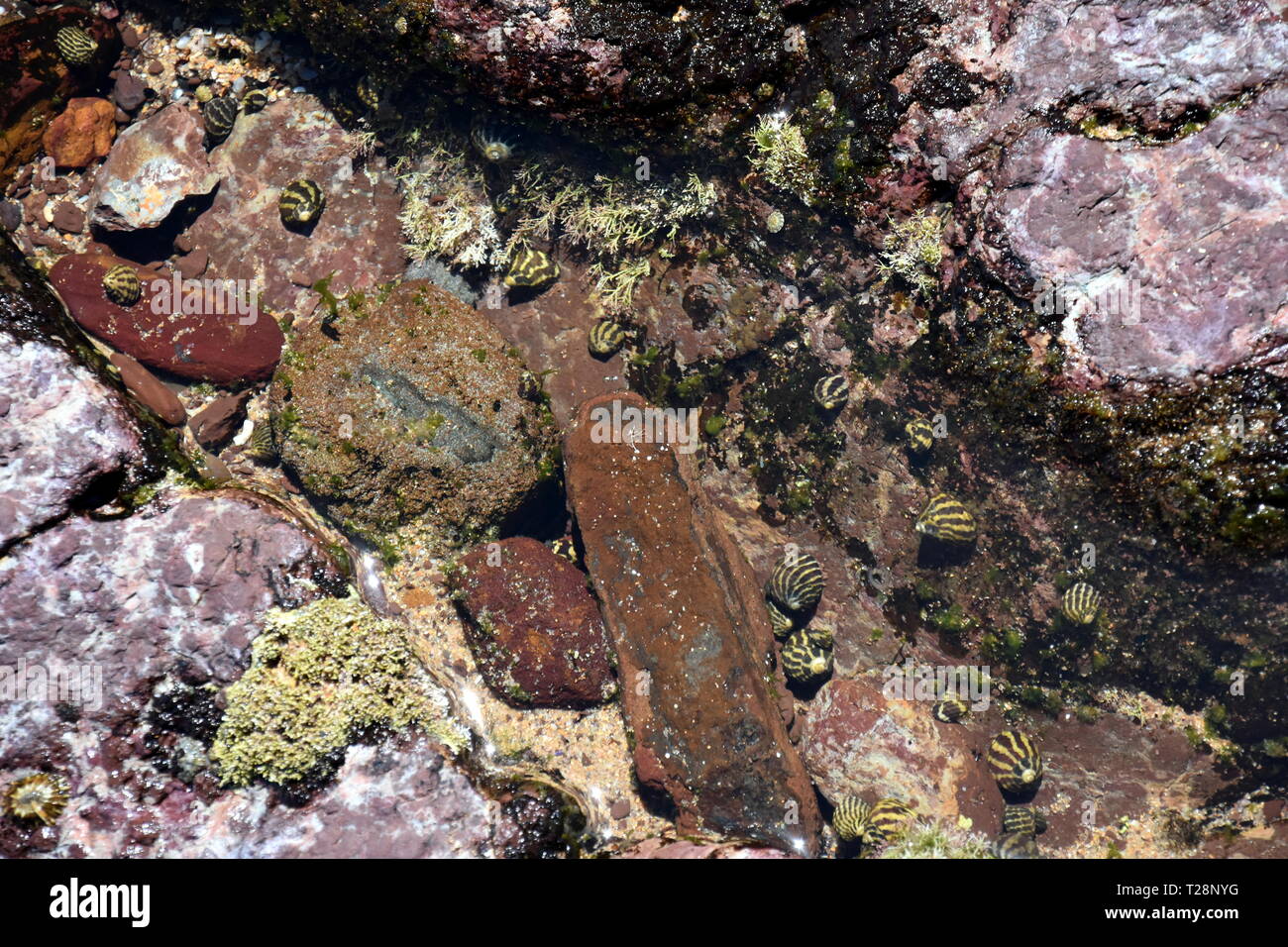Large group of little sea snails on the rock. Snails resting on pebbles ...
