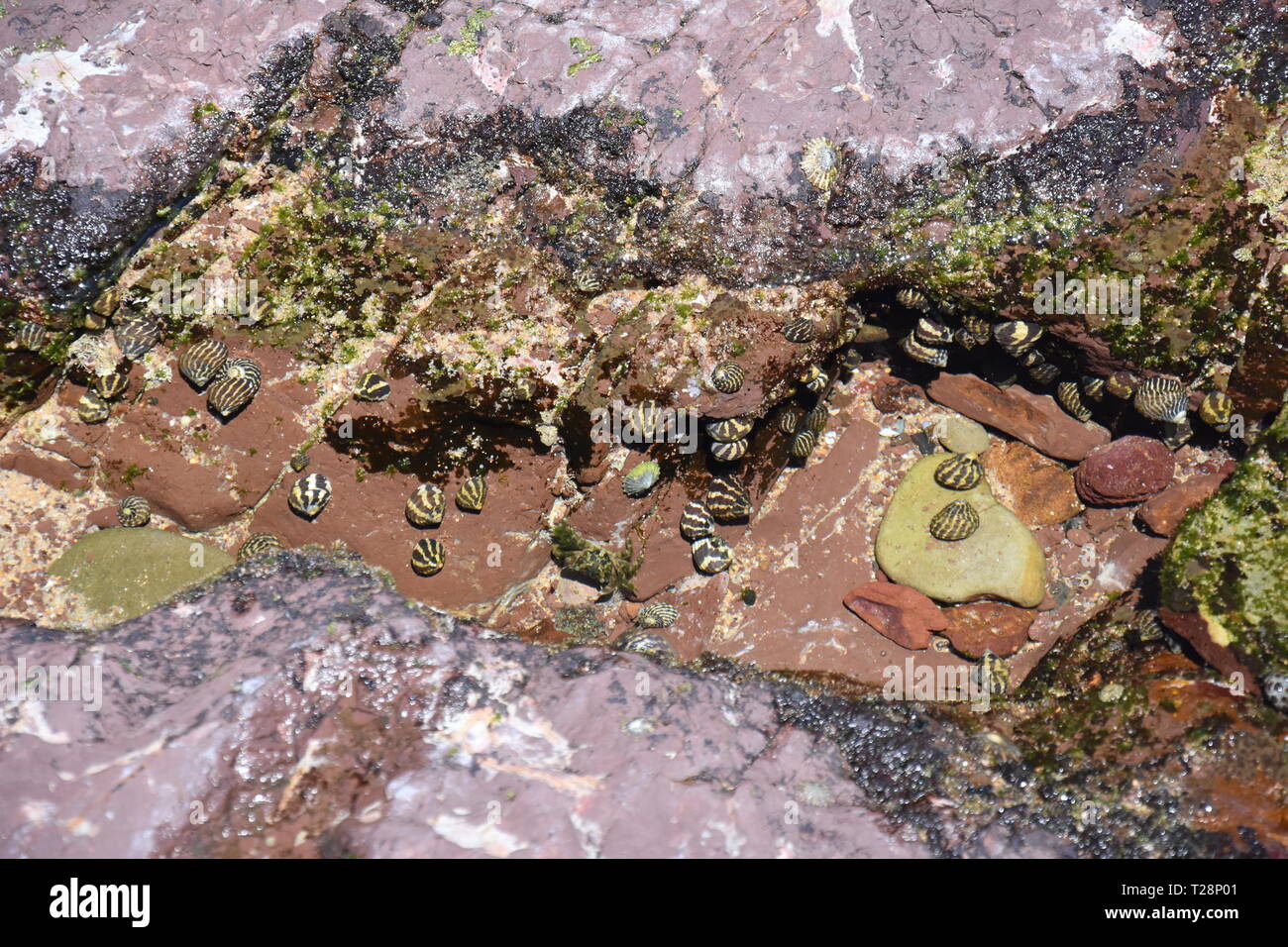 Large group of little sea snails on the rock. Snails resting on pebbles ...