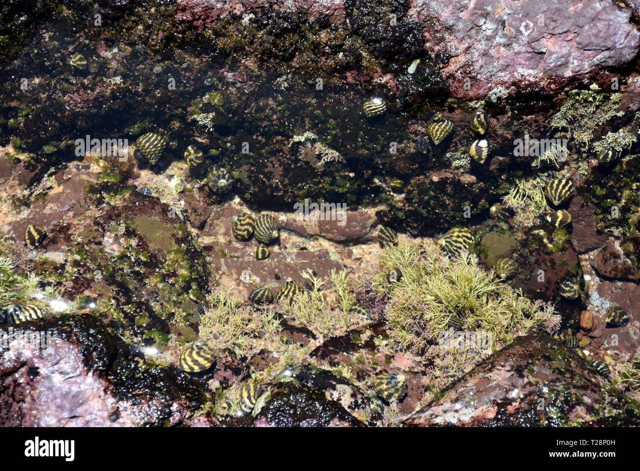 Large group of little sea snails on the rock. Snails resting on pebbles ...