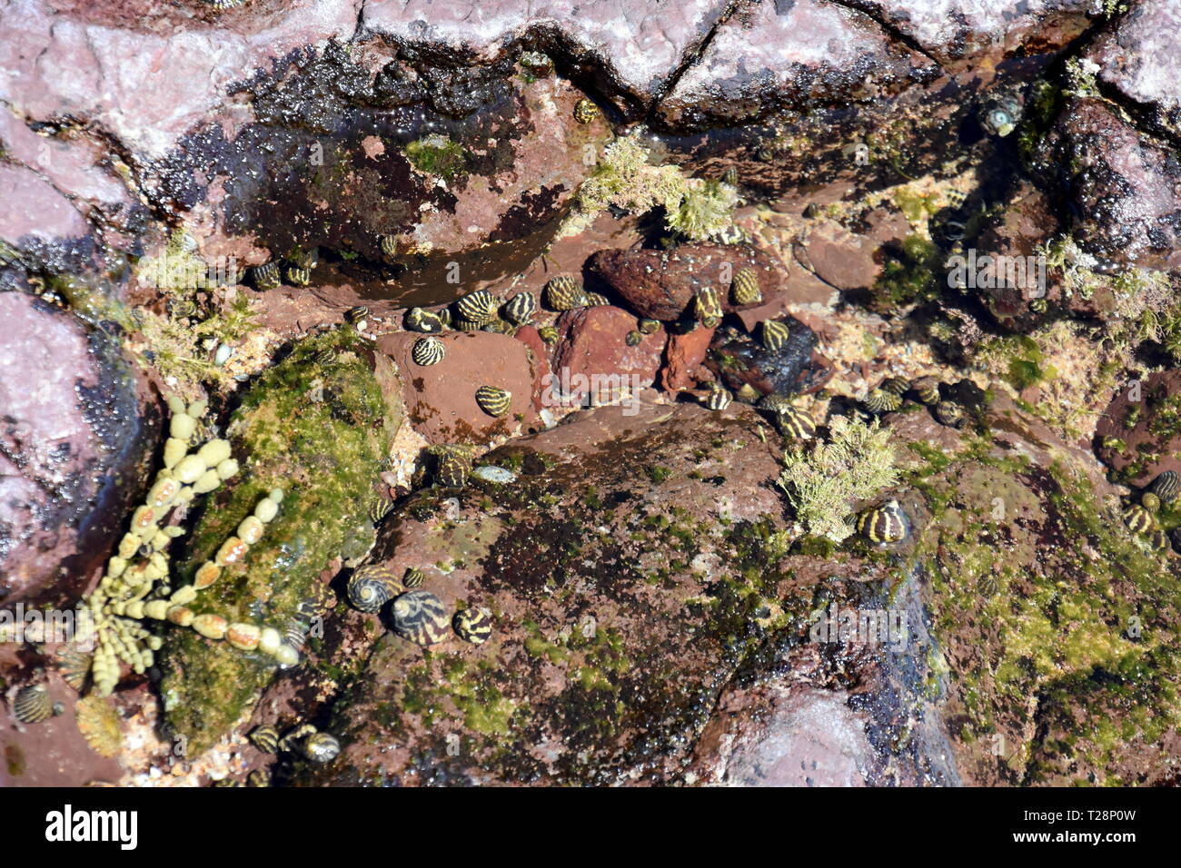 Large group of little sea snails on the rock. Snails resting on pebbles ...