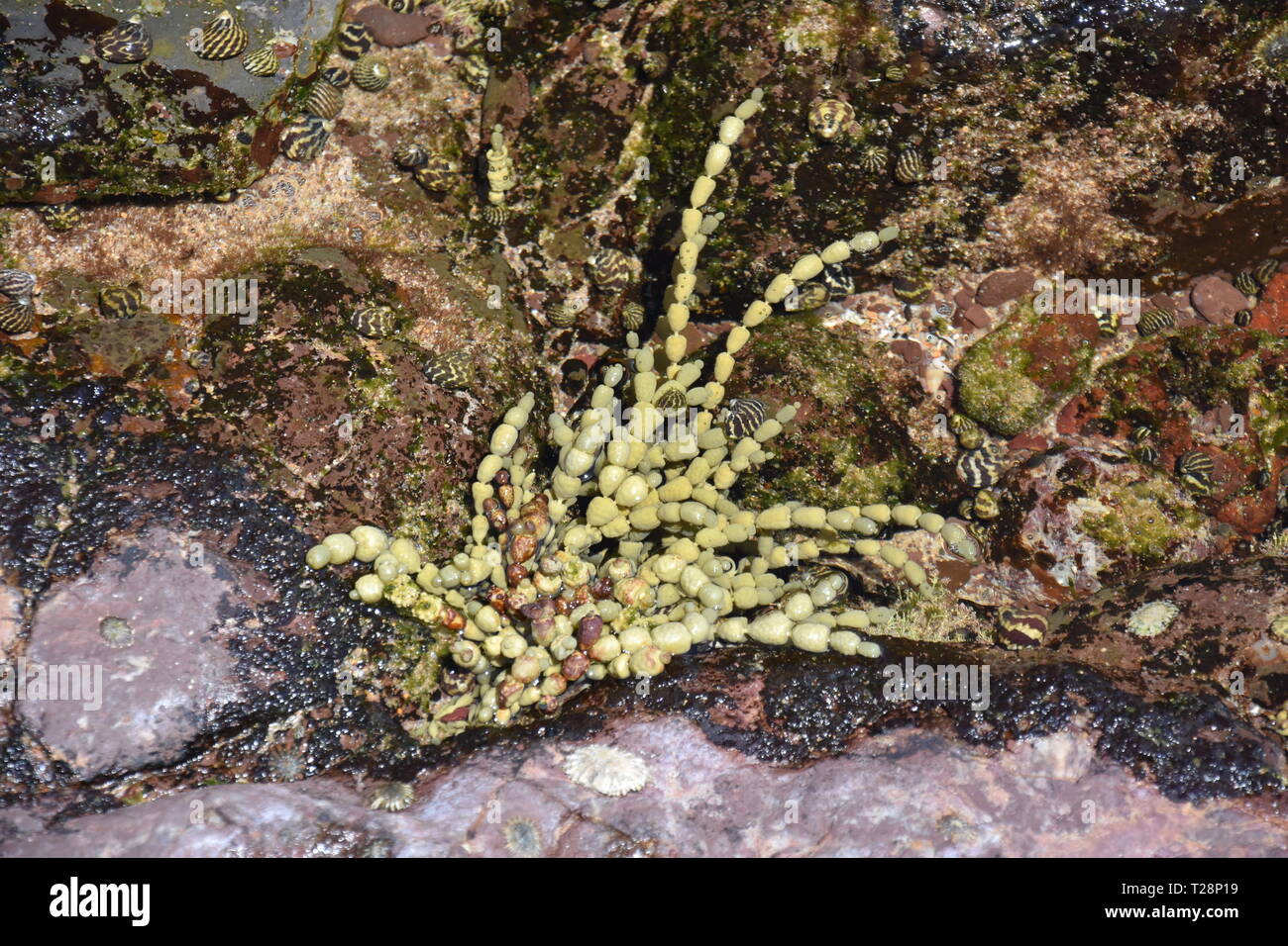Knotted Wrack Algae High Resolution Stock Photography and Images - Alamy