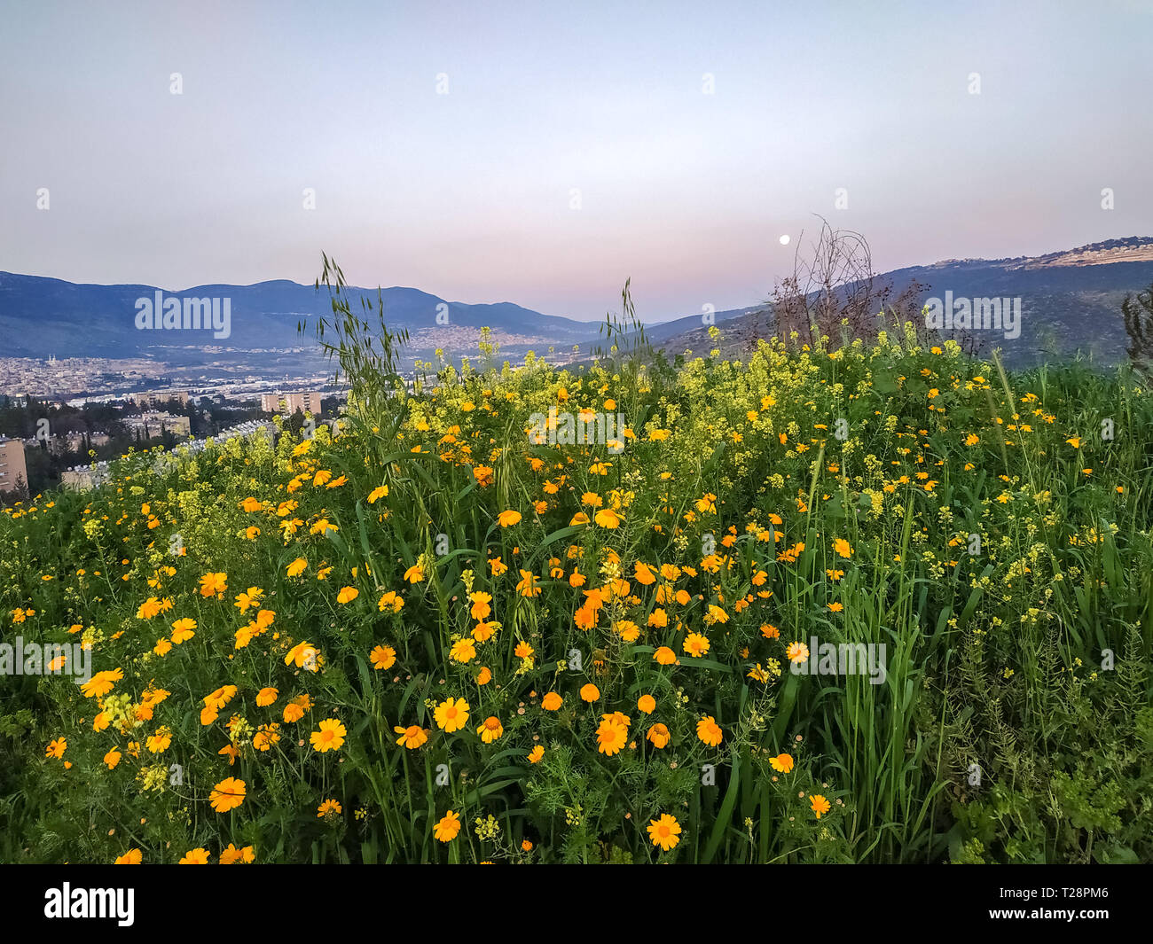 Nature of Israel Haifa Karmiel. Wildflower field, Heights near valley ...