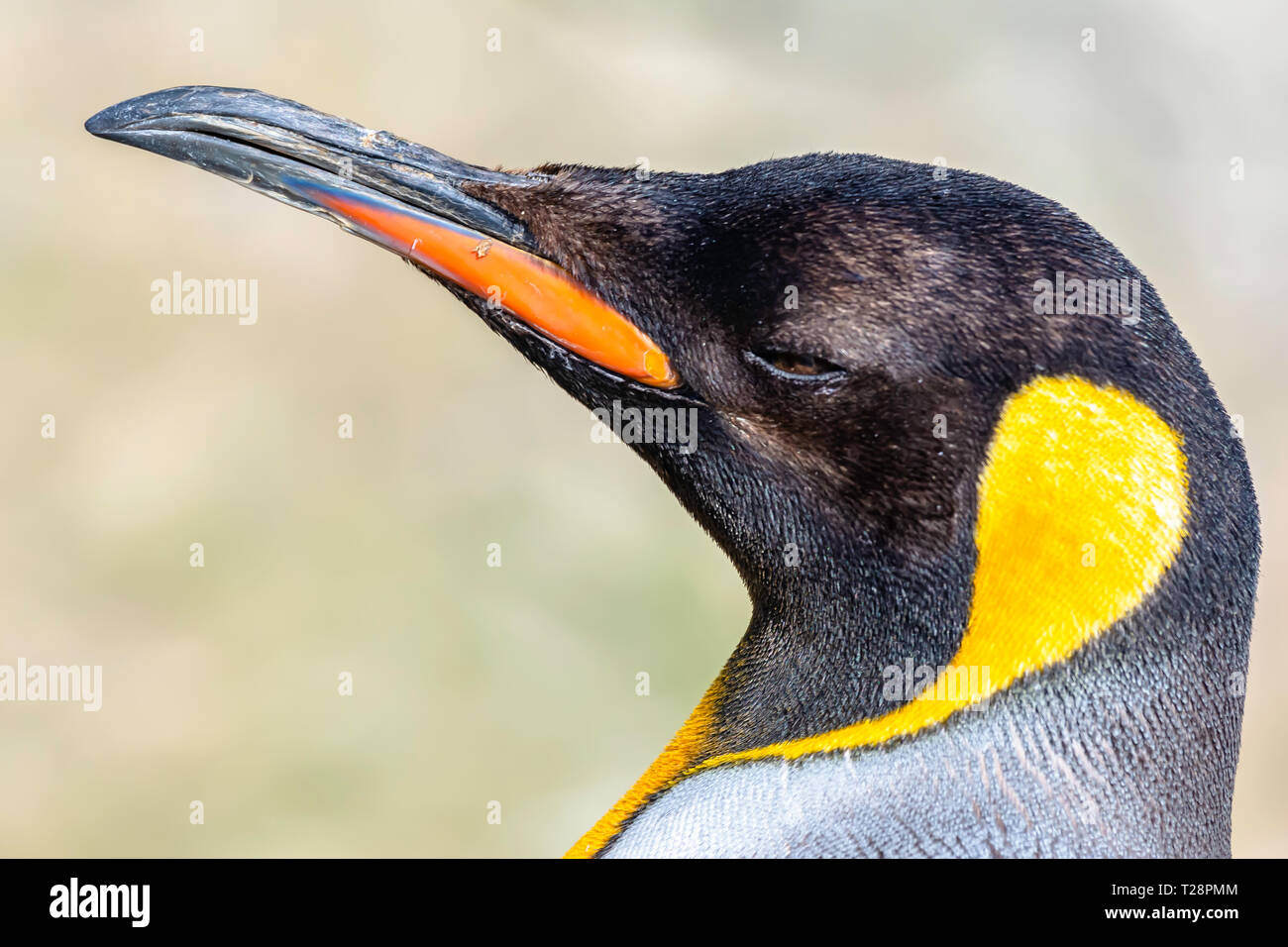 Profile king penguin hi-res stock photography and images - Alamy