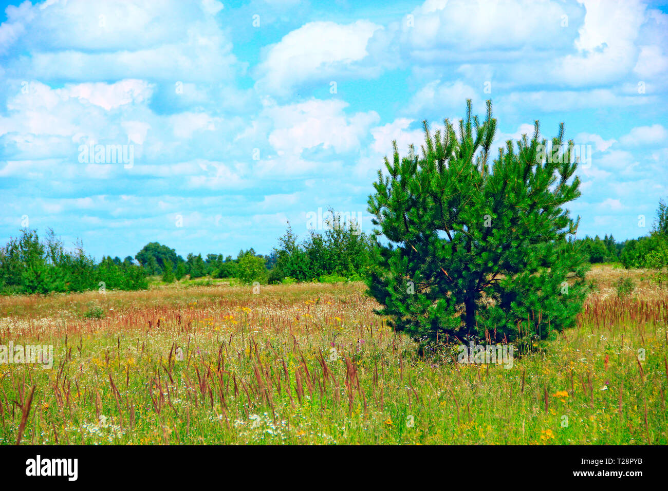Field and meadow landscape hi-res stock photography and images - Alamy