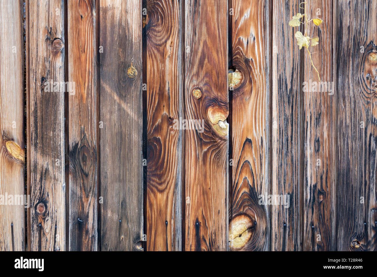 Vertical lath wooden texture with beautiful natural patterns Stock ...