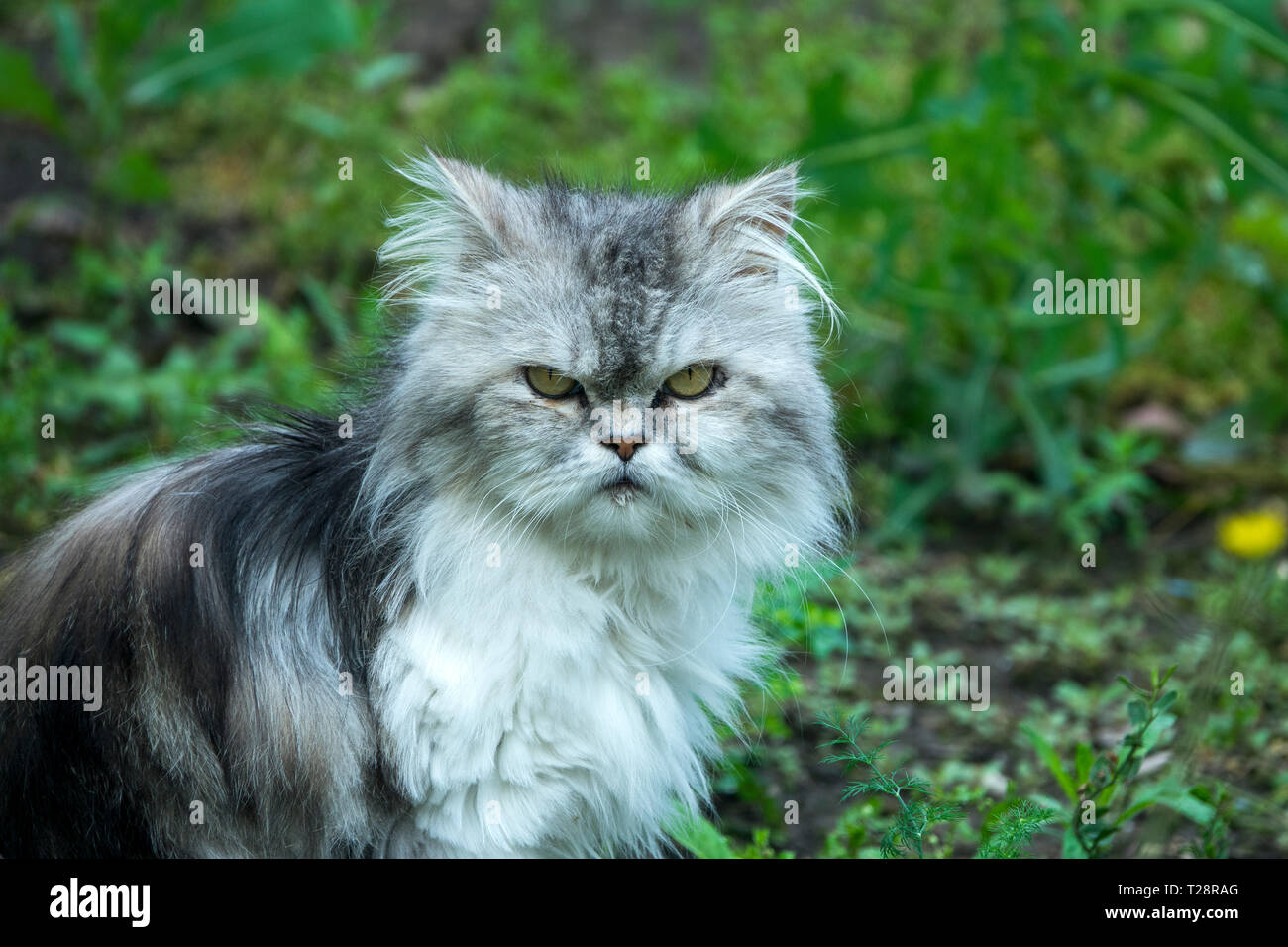 Cute long-haired cat posing Stock Photo - Alamy