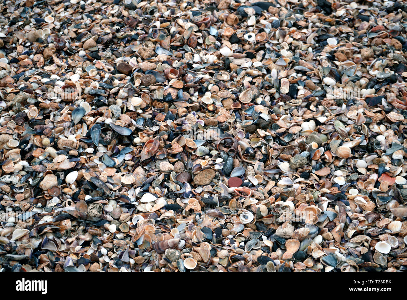 Small seashells hi-res stock photography and images - Alamy