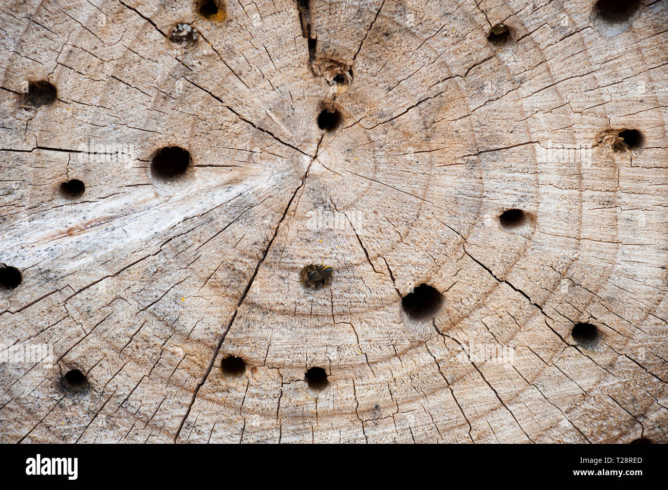 Home made insect hotel with holes in a log Stock Photo - Alamy