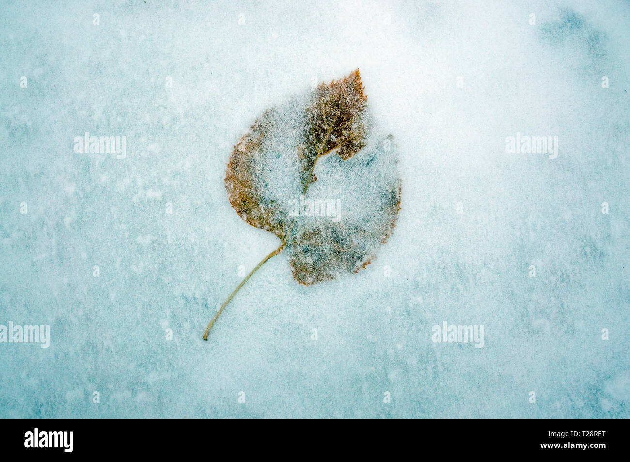 Frozen green leaf hi-res stock photography and images - Alamy