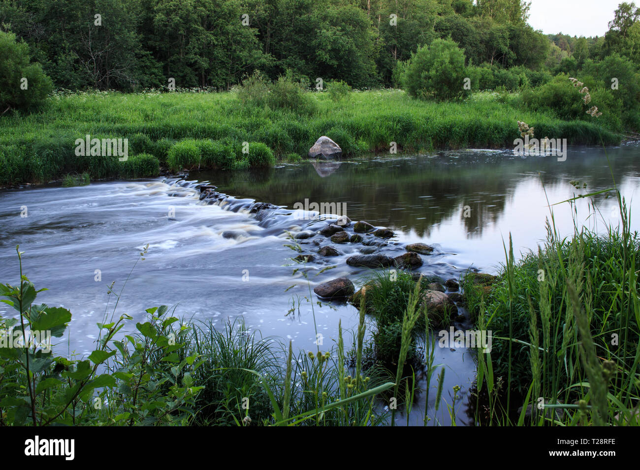 Fast forest hi-res stock photography and images - Alamy