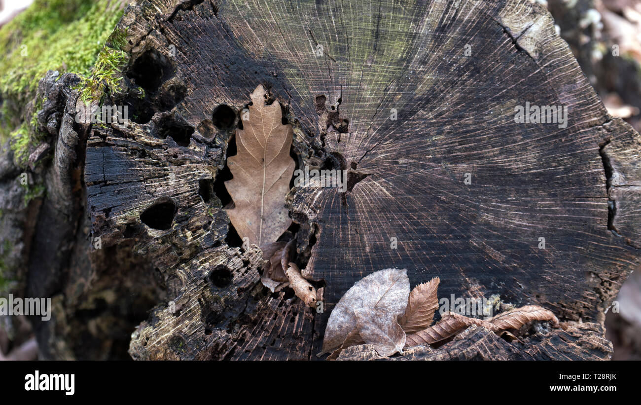 Oak log hi-res stock photography and images - Alamy