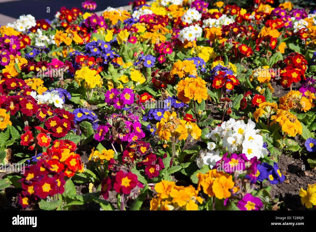 Polyanthus display hi-res stock photography and images - Alamy