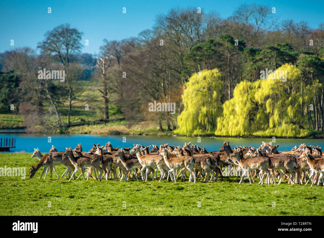 Herd of Fallow deer next to Holkham park lake, Holkham Hall, North ...