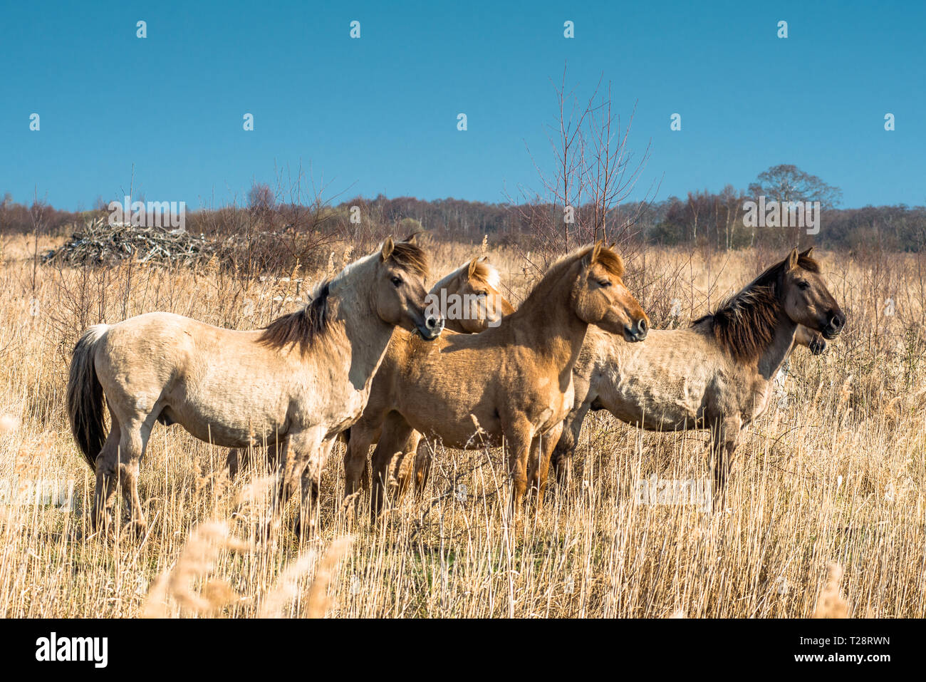 Fen wildlife hi-res stock photography and images - Alamy