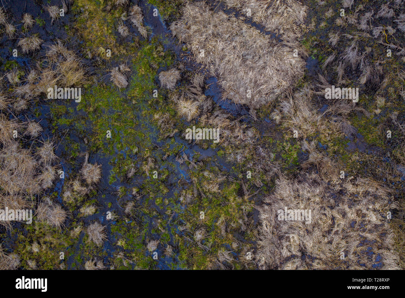 Aerial drone view of small marshland on sunny spring evening day. Drone ...