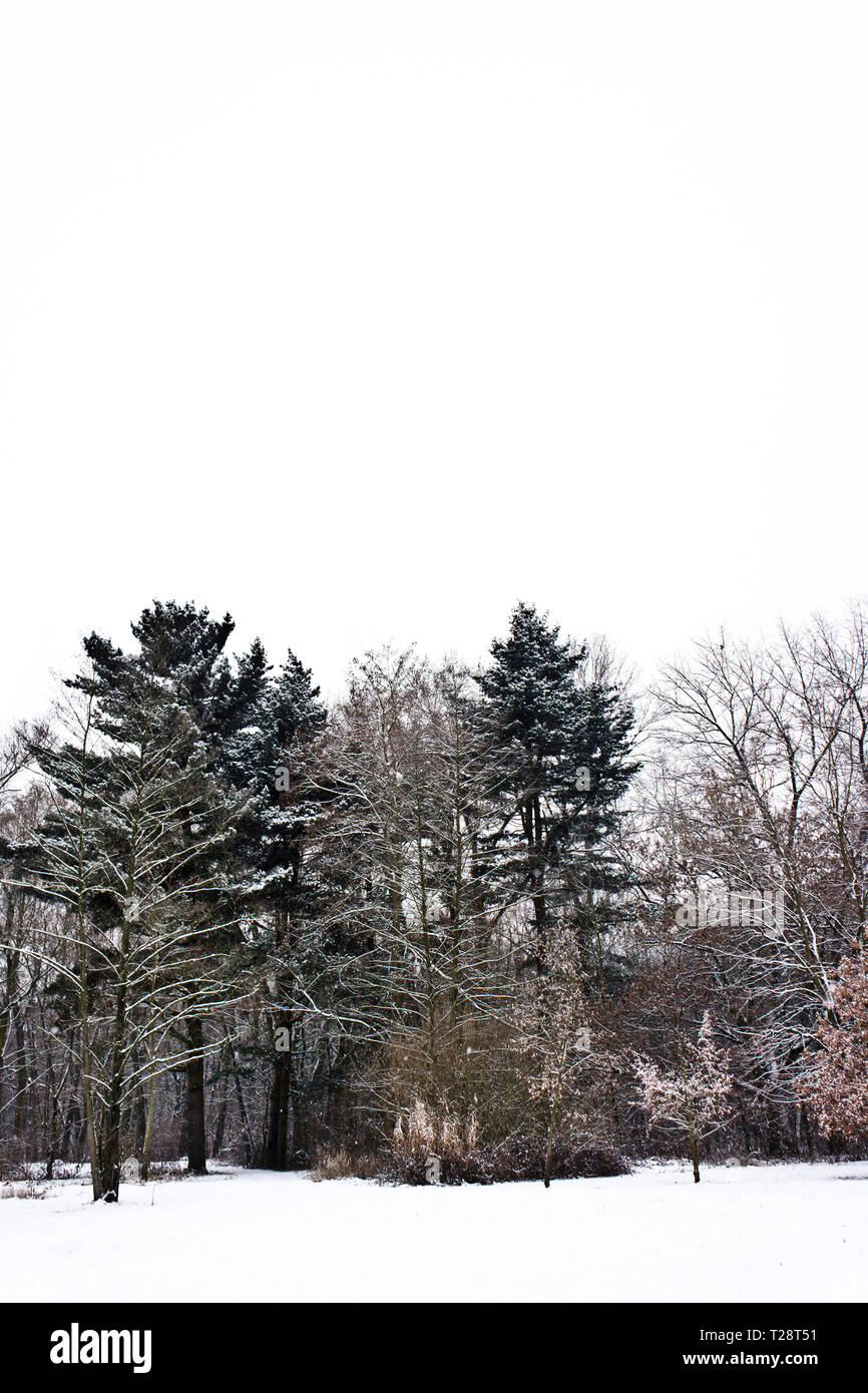 Pines in snow hi-res stock photography and images - Alamy