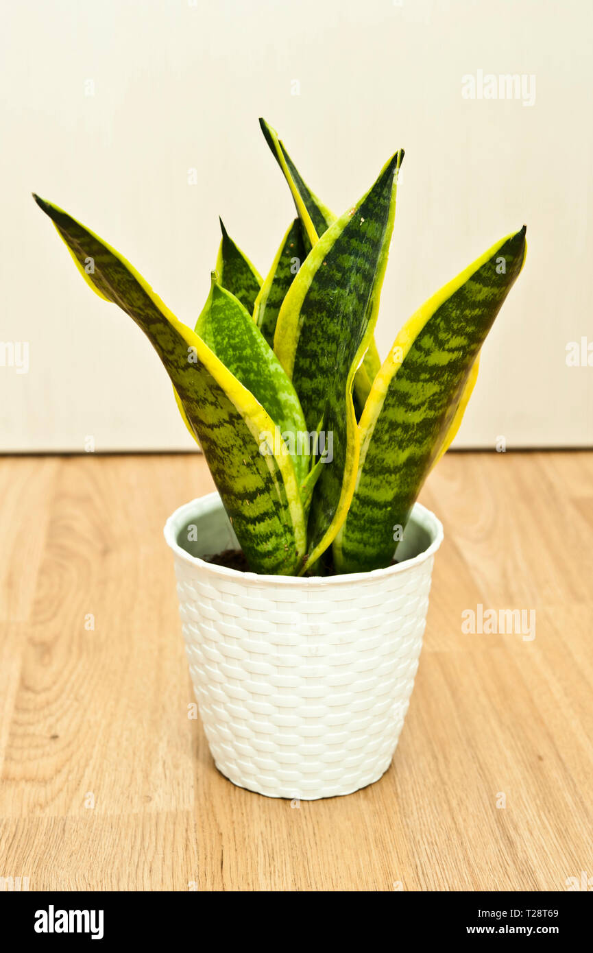 Sansevieria plant snake in hi-res stock photography and images - Alamy