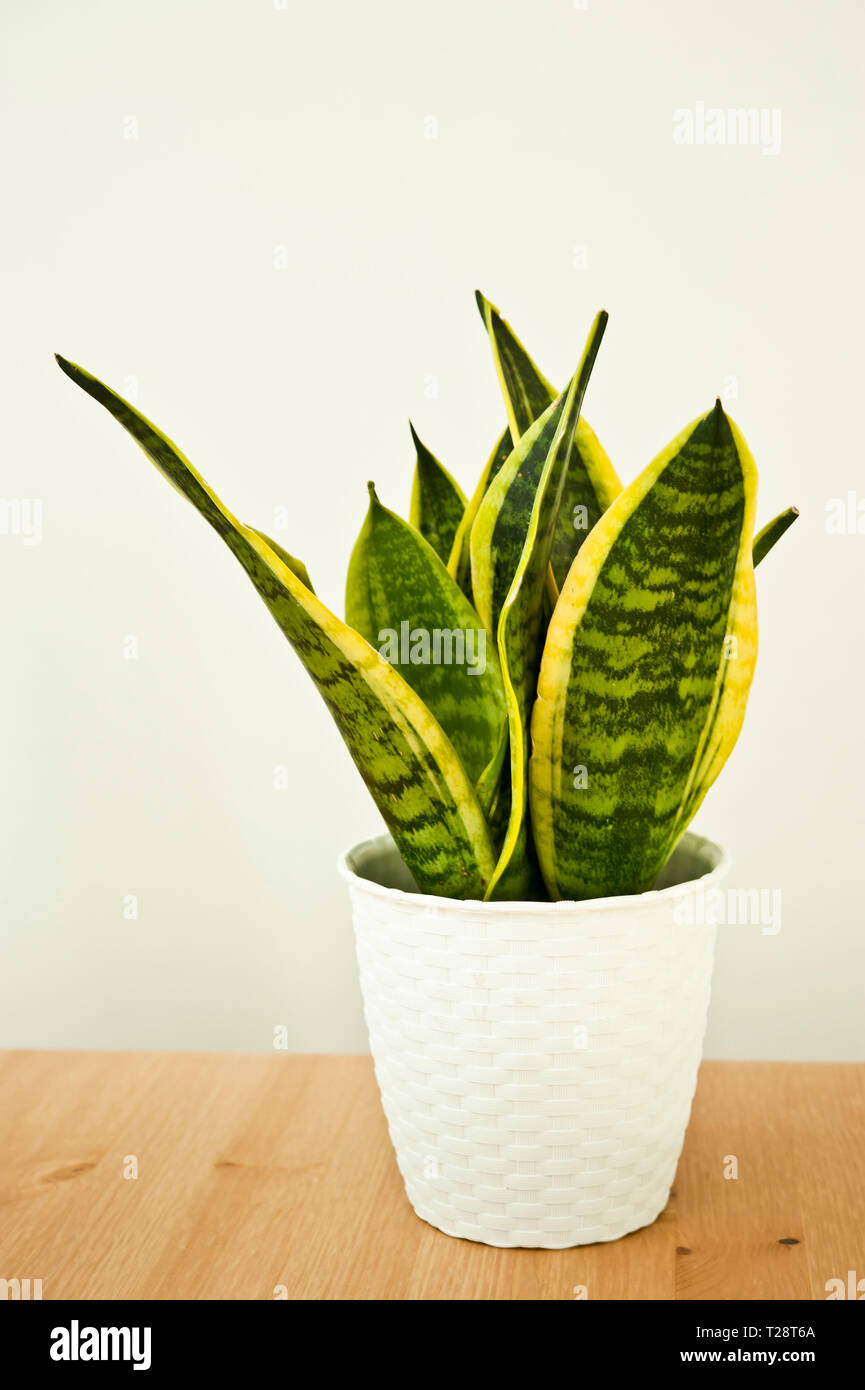 Indoor plant sansevieria in hi-res stock photography and images - Alamy