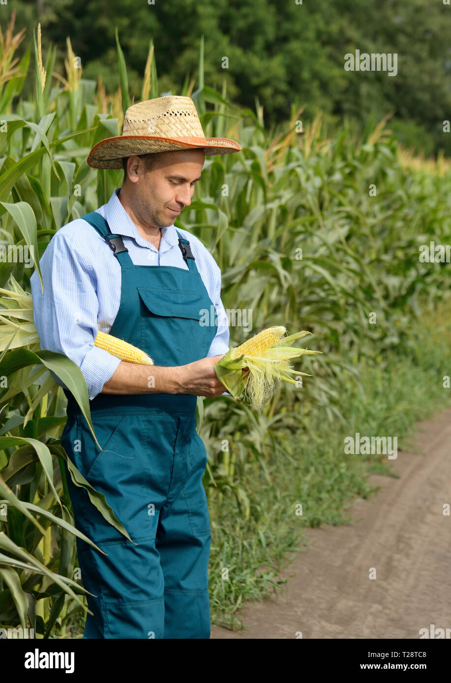 Middle age Farmer inspecting maize at field Stock Photo - Alamy
