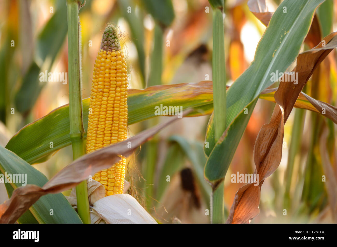 Backlit Ripe Corn of Maize on stalks at the field ready for harvest ...