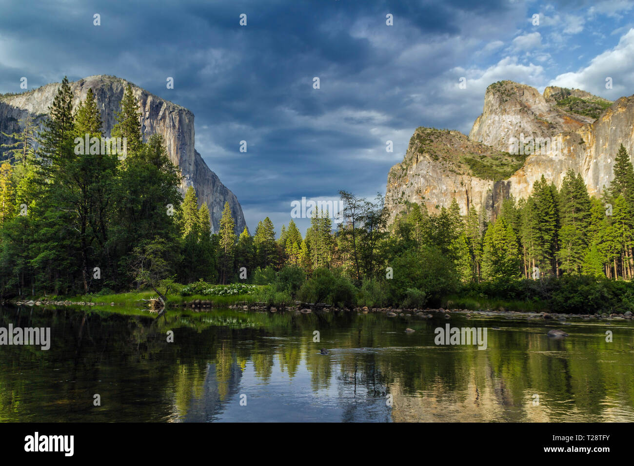 Redwoods valley hi-res stock photography and images - Alamy