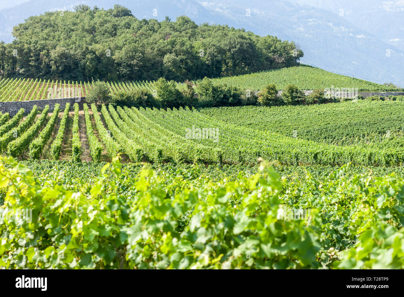 Vineyard landscape hi-res stock photography and images - Alamy