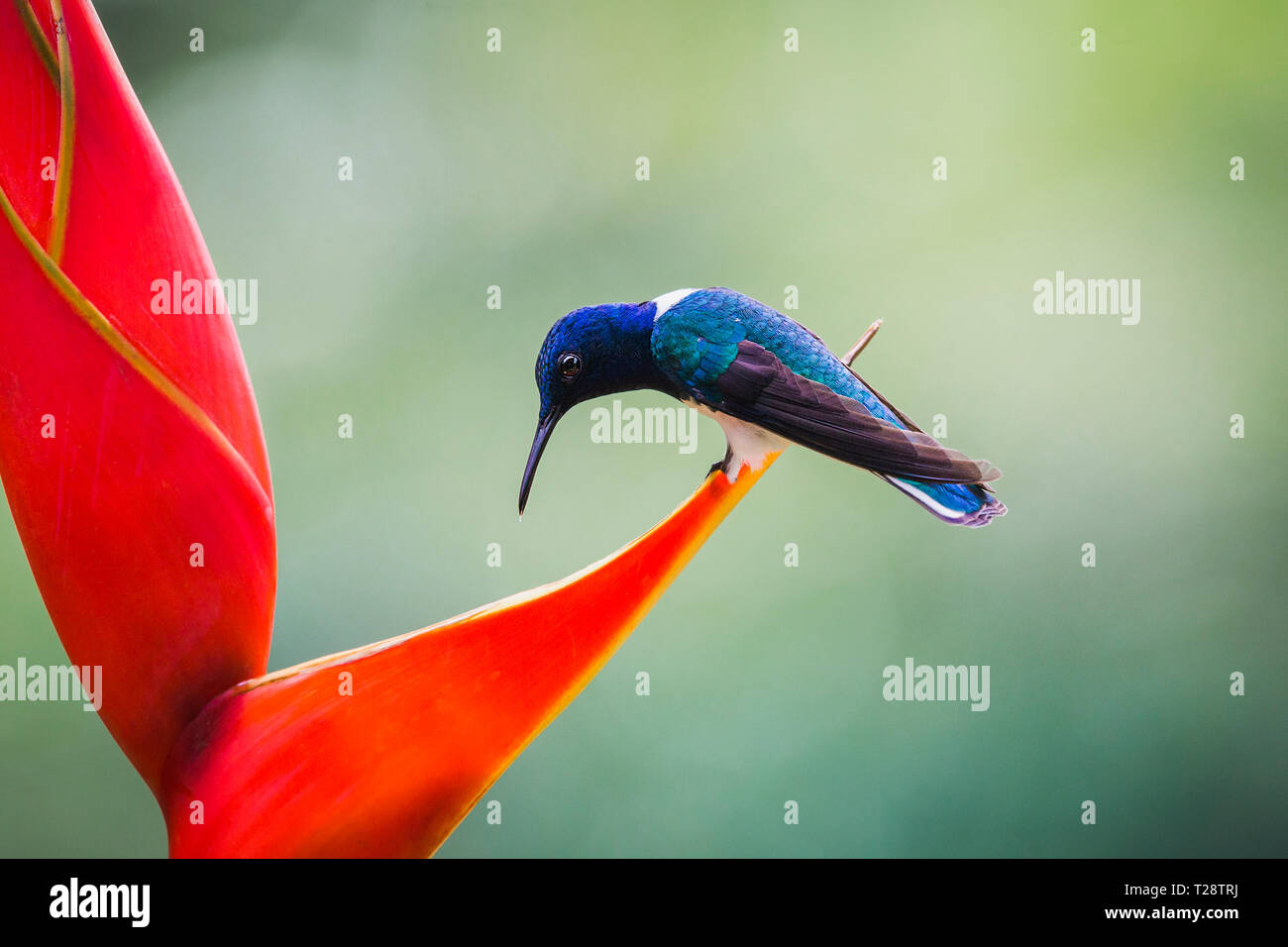 Heliconia hummingbird hi-res stock photography and images - Alamy