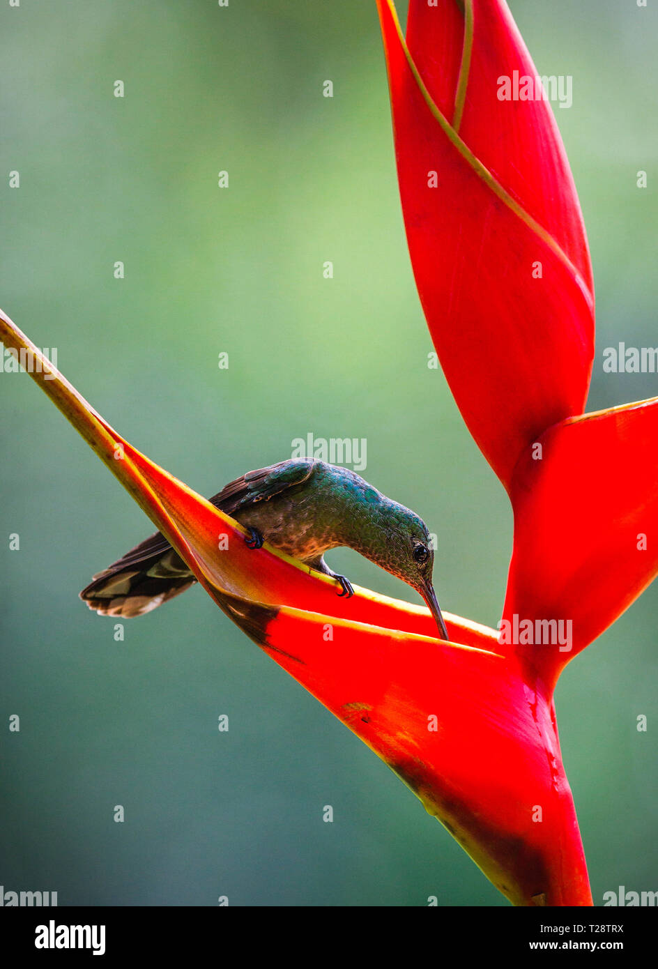Scaly-breasted Sabrewing hummingbird drinking from a Heliconia Stock ...