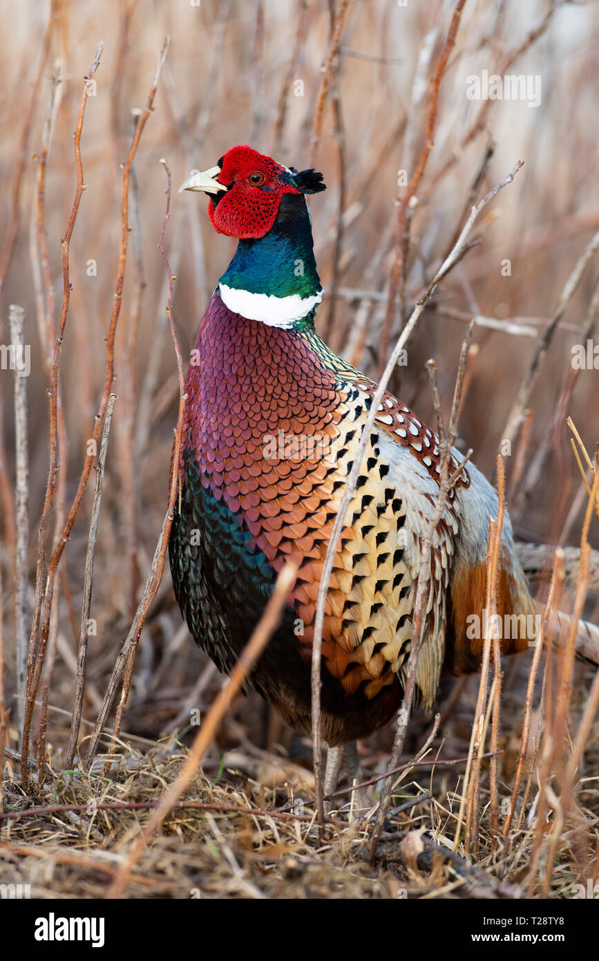 A Rooster Pheasant on a late winter day in South Dakota Stock Photo - Alamy