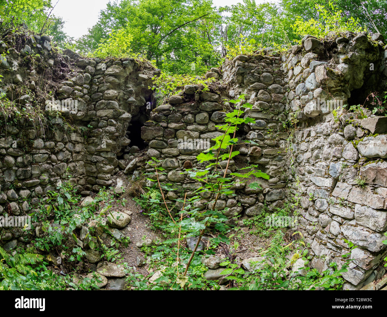 The ruins of an ancient stone fortress in a dense green forest at ...
