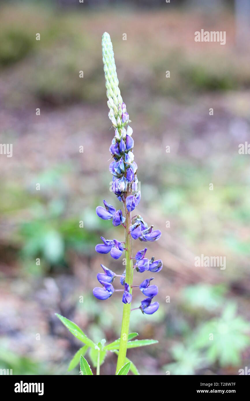 Beautiful colored lupine flower hi-res stock photography and images - Alamy