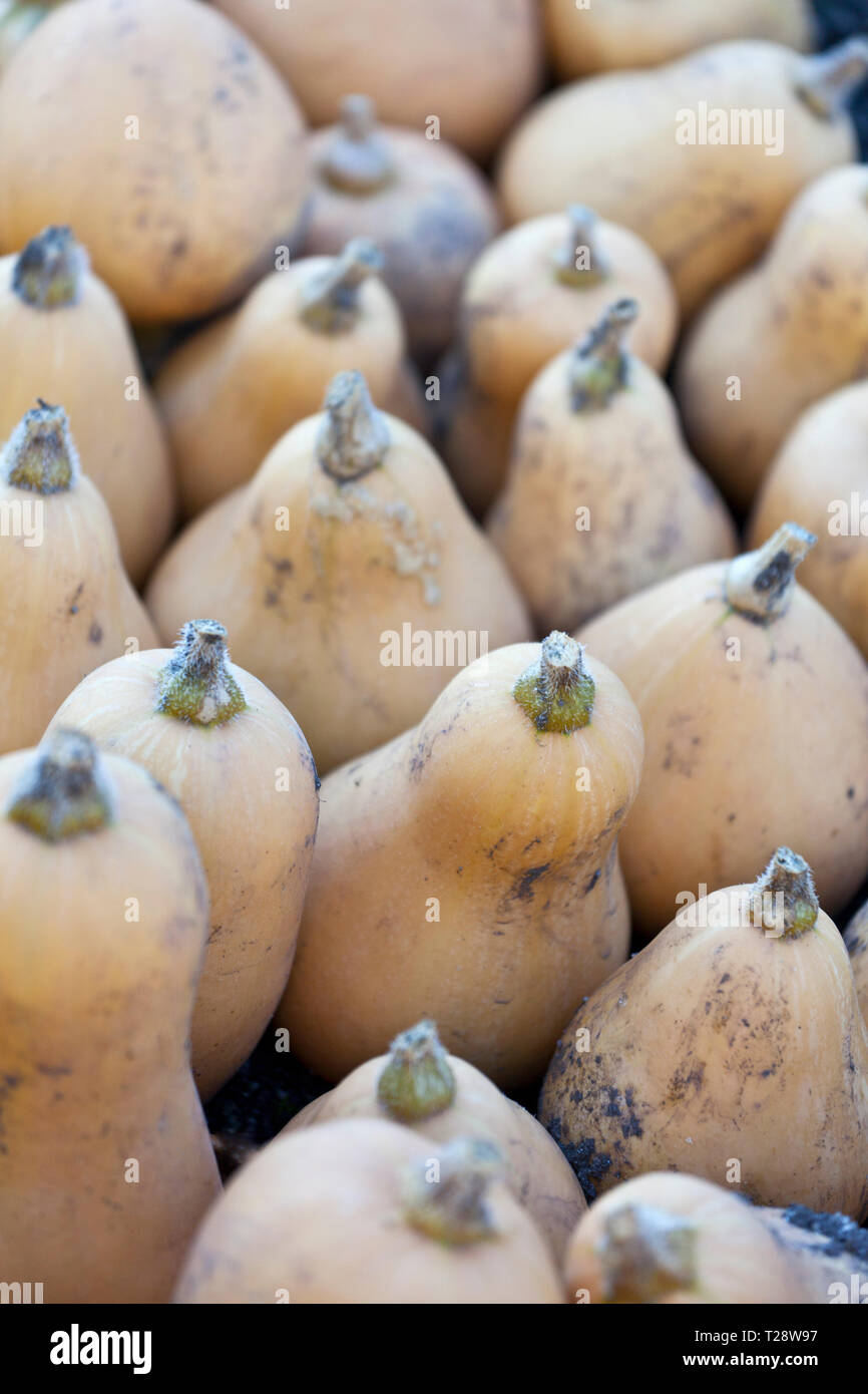 Cucurbita moschata -Butternut squash Hunter Stock Photo - Alamy