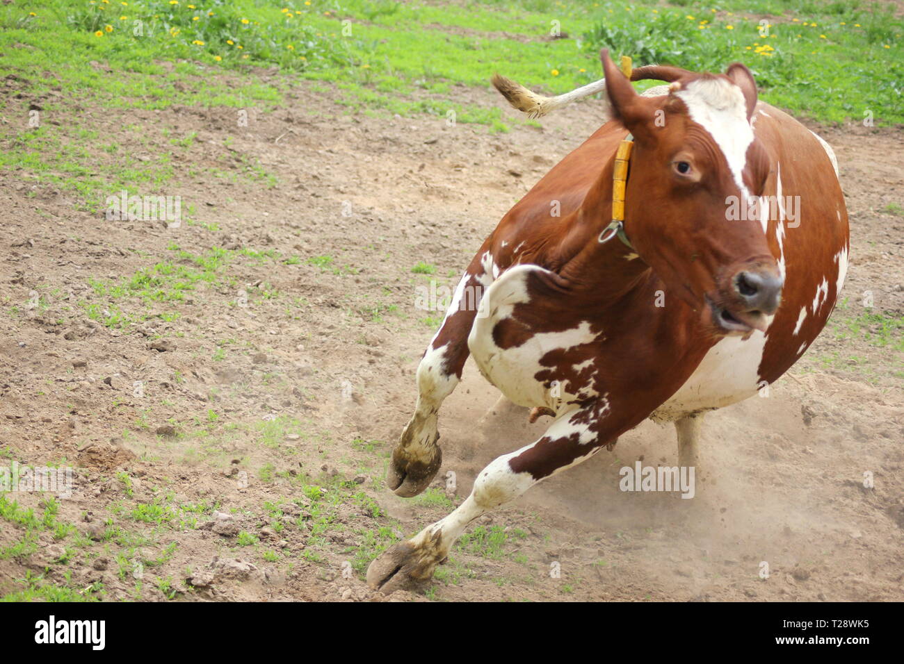 Running cow hi-res stock photography and images - Alamy