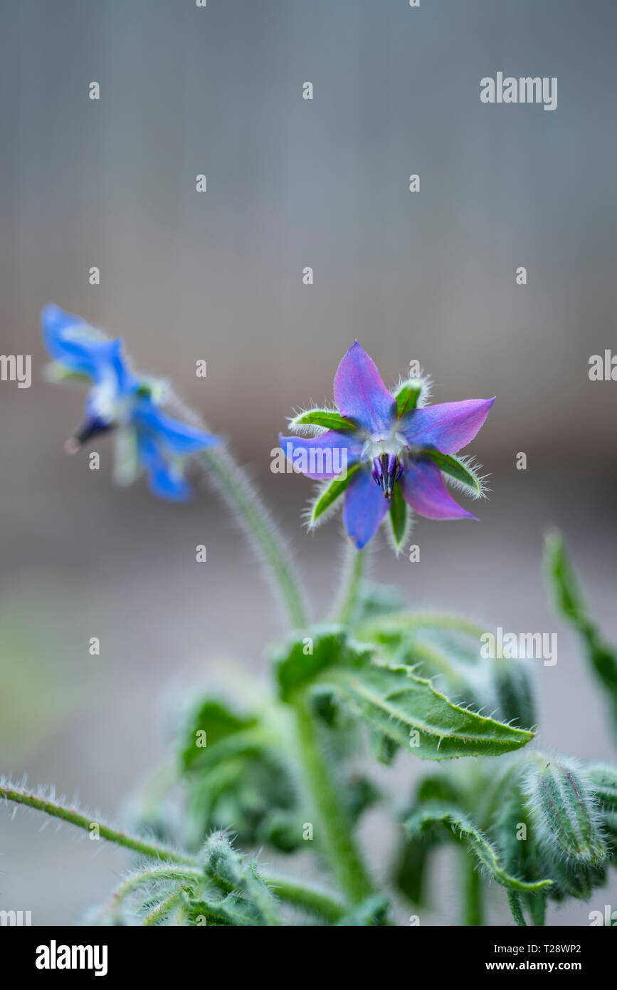 Blue flower of borage hi-res stock photography and images - Alamy