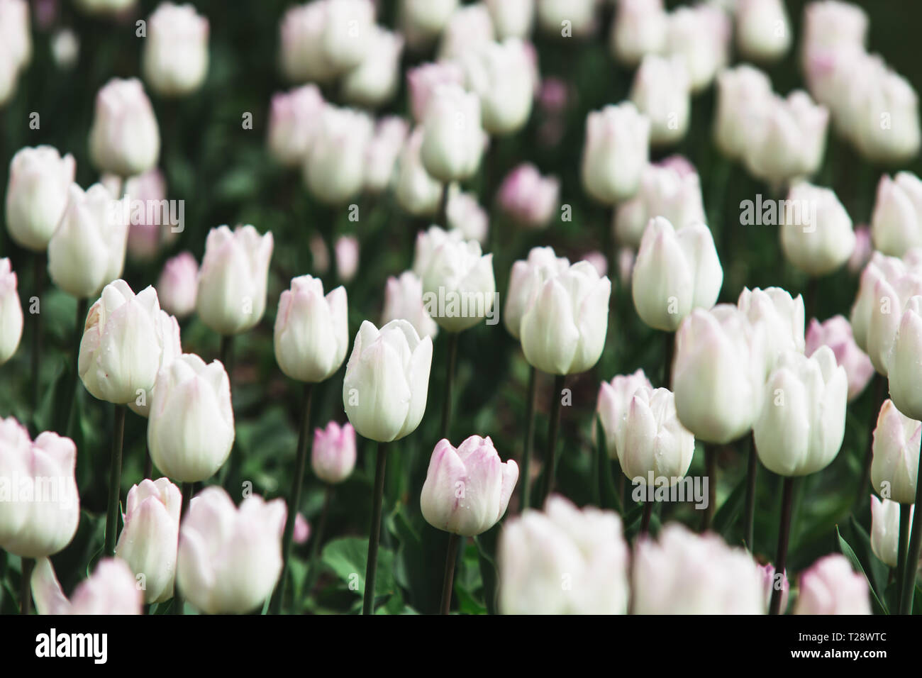 Filtered image of a white tulip flowers in a spring garden Stock Photo ...