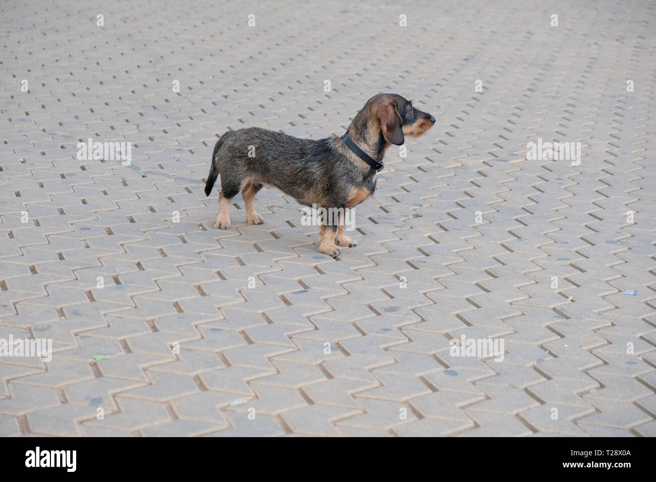 Running street dog hi-res stock photography and images - Alamy