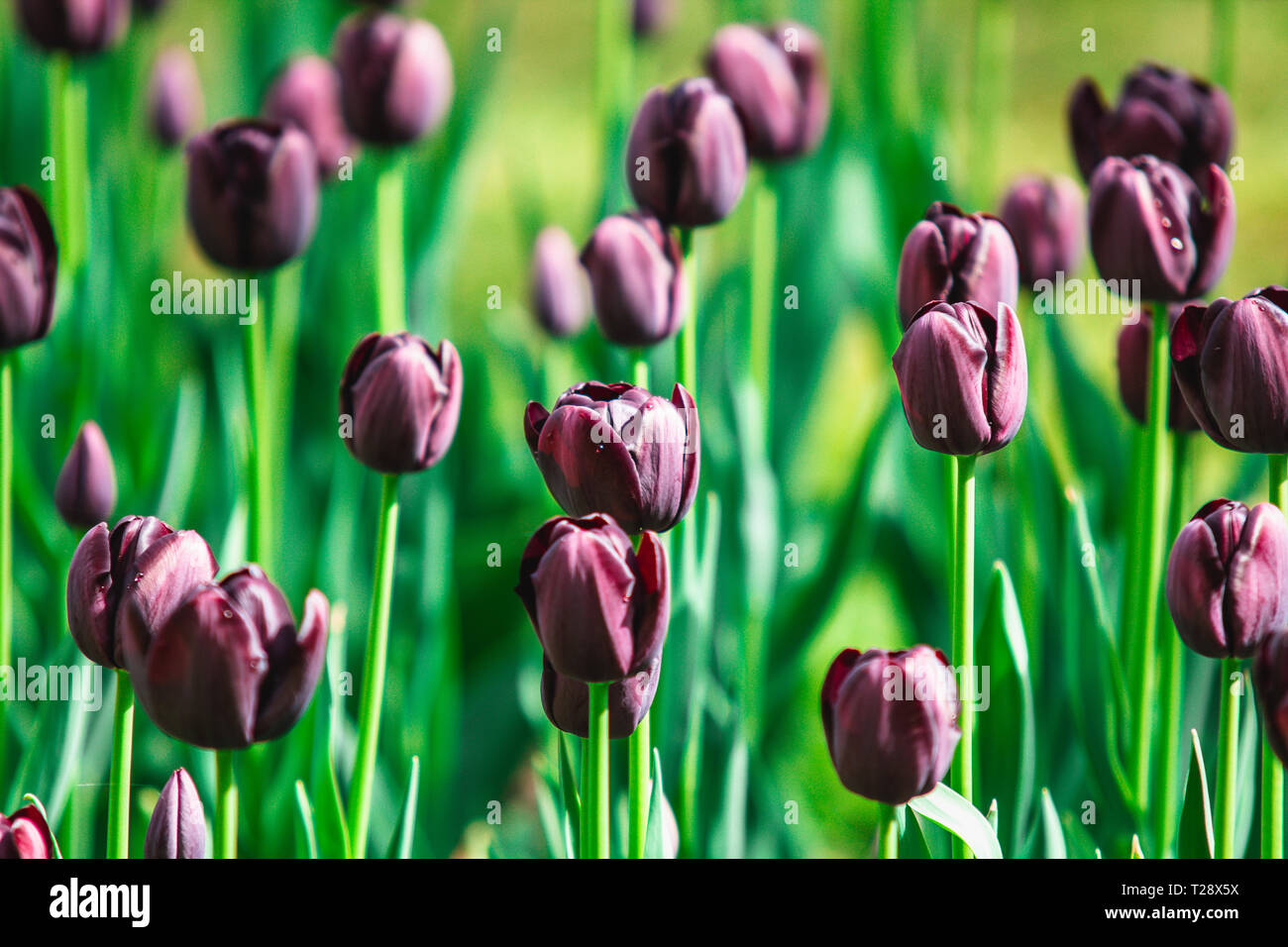 High contrast image hi-res stock photography and images - Alamy