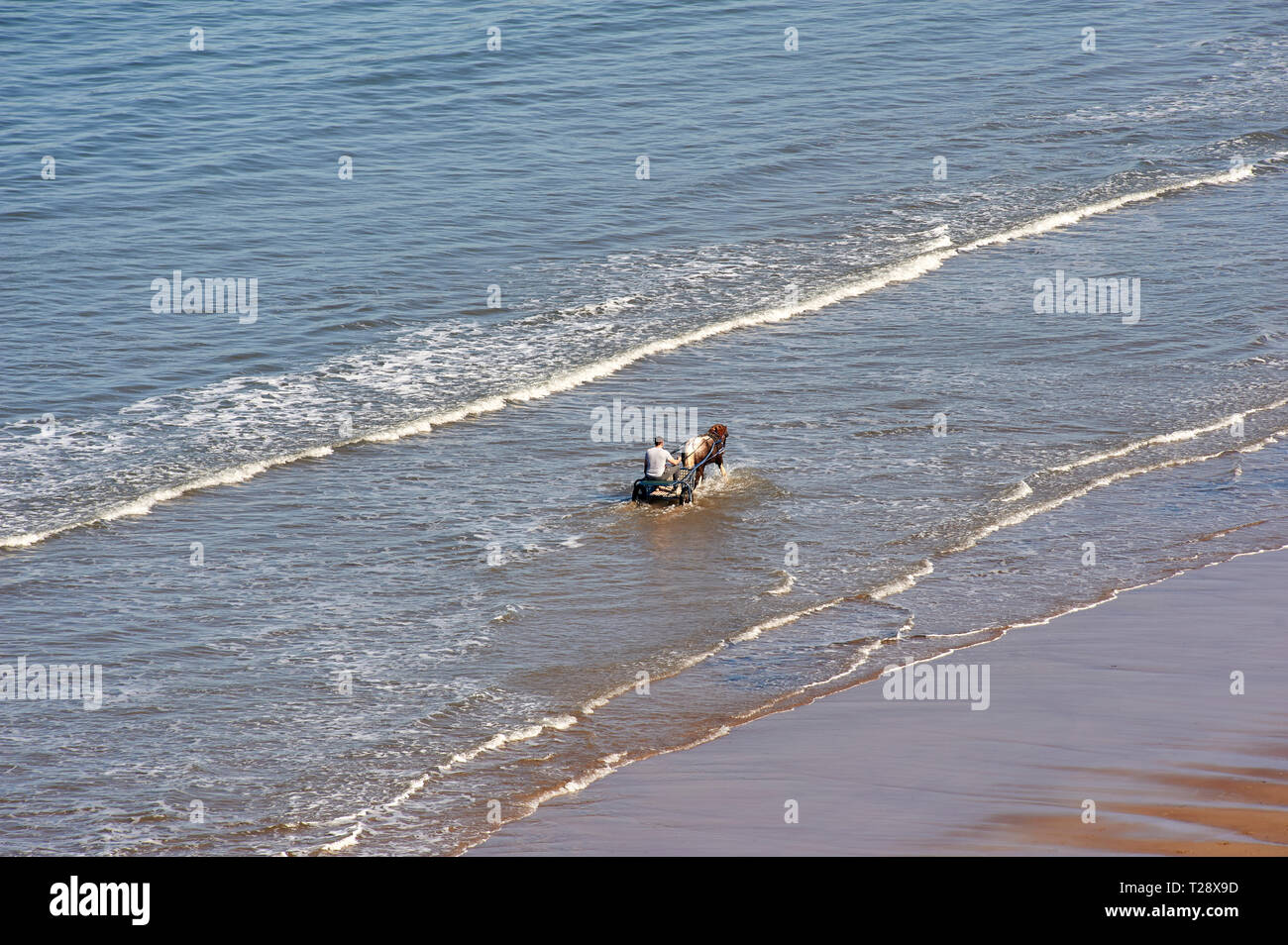 Man with a pony and trap in the surf at Whitby, Noth Yorkshire, UK, GB ...