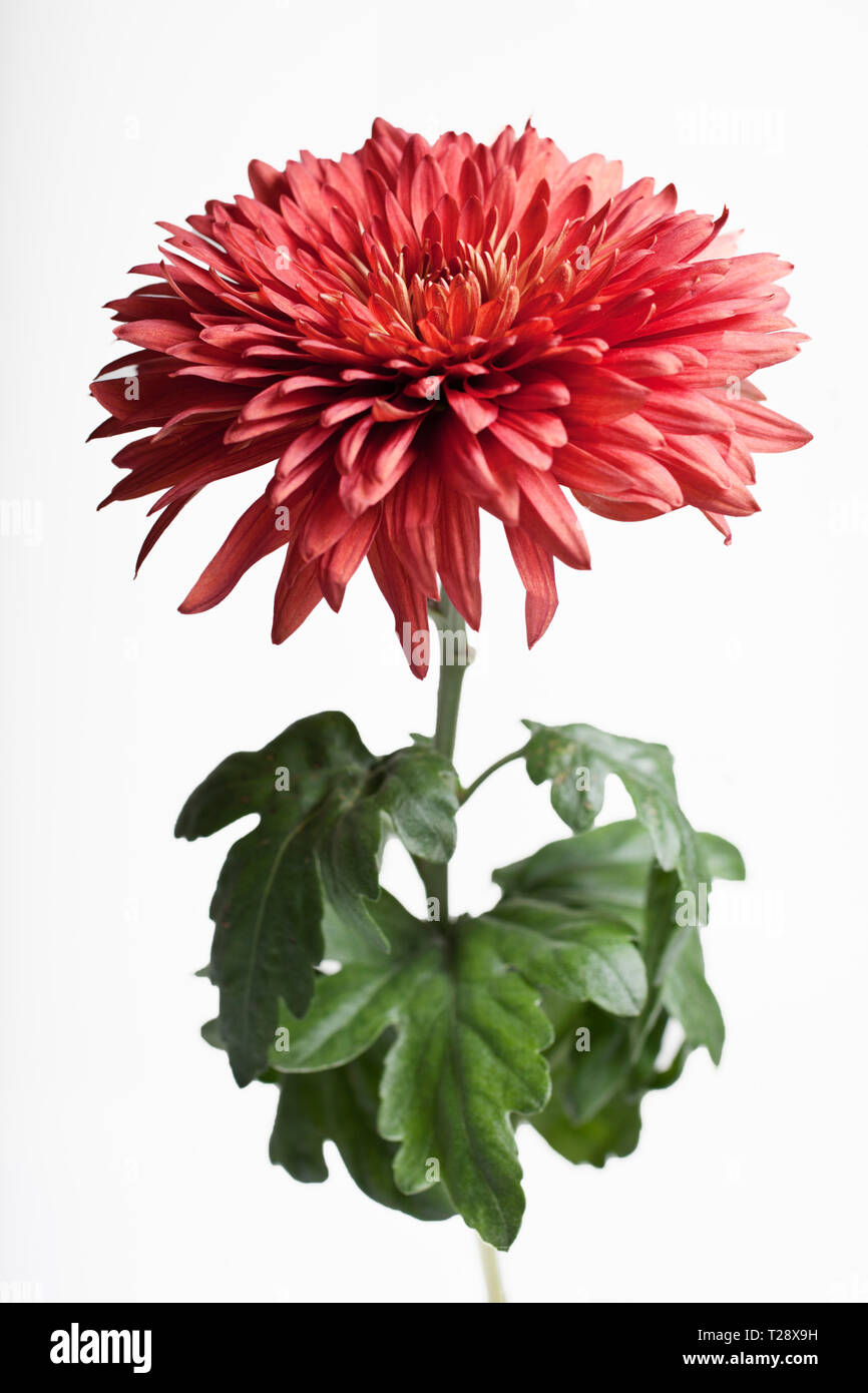 Chrysanthemum Red Regal Mist Stock Photo - Alamy