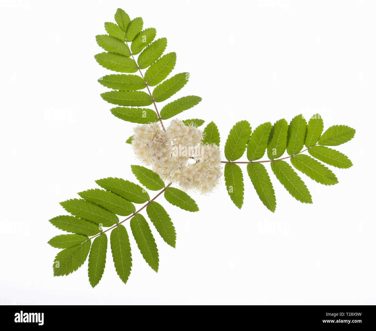 Rowan tree flowers hi-res stock photography and images - Alamy